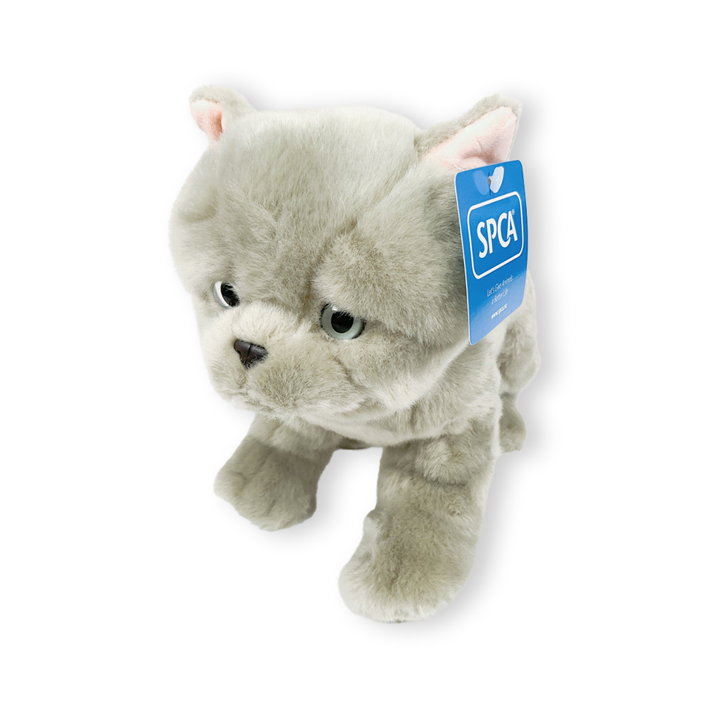 SPCA British Shorthair Cat – Iko Iko