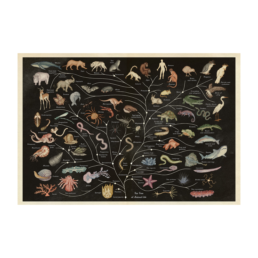 Welcome to the Museum Animalium – Iko Iko